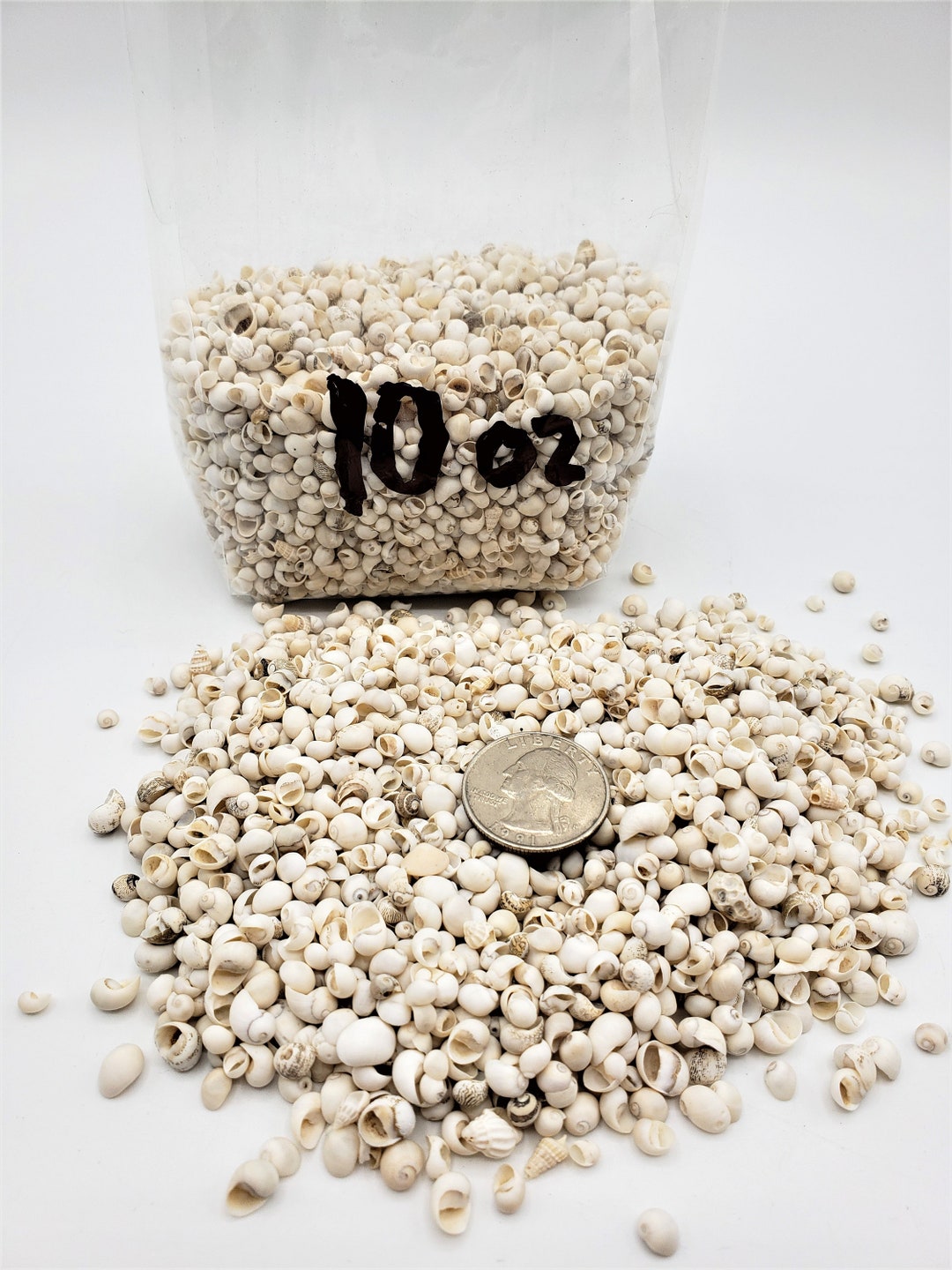 10OZ Tiny Ivory White Shells Beach Decor Tiny White Litorina - Etsy