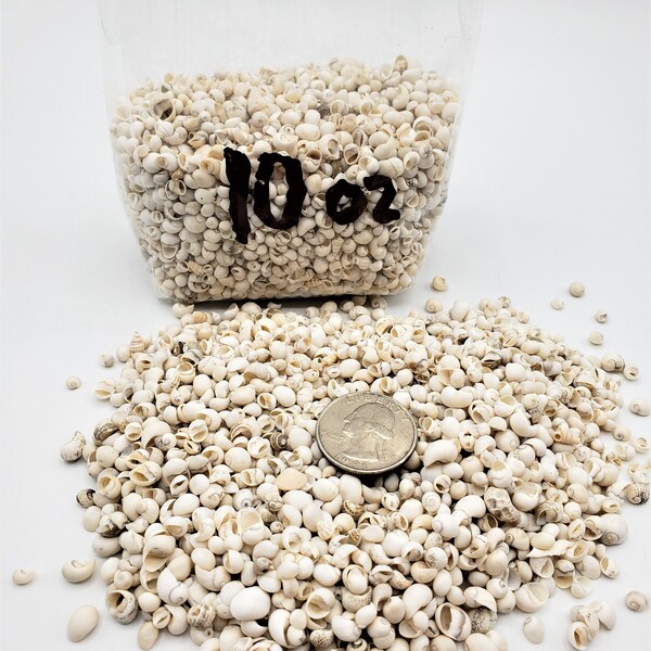 Tiny White Shells - Etsy