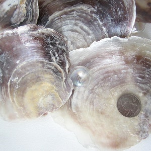 Placuna Saddle Oyster Shell, 12PC Placuna Oyster Shells, Windowpane ...