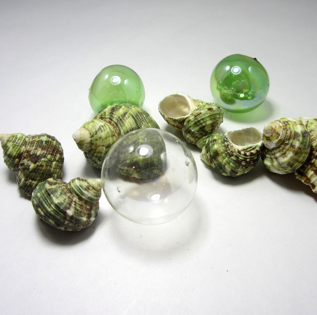 12PC Green Turbo Shells, Green Craft Seashells, Bulk Green Shells ...