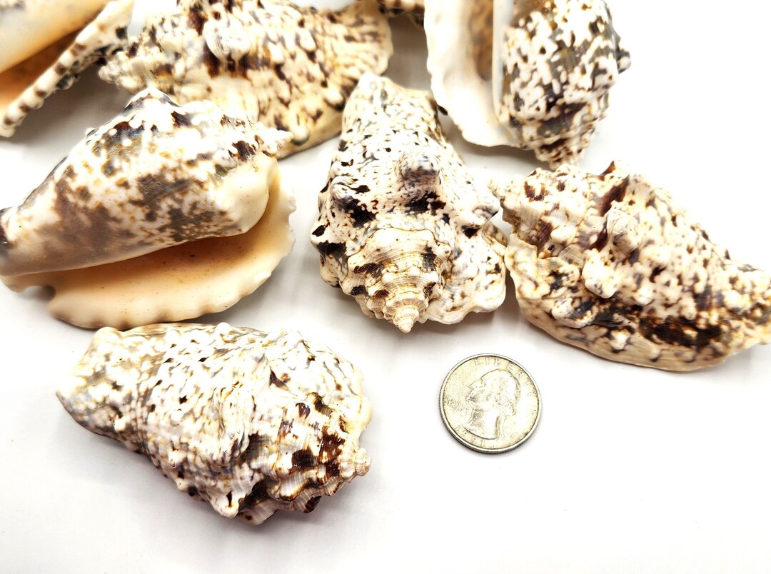 7 Large Seashells: Spotted Brown "silver Lips" Shells Brown for ...