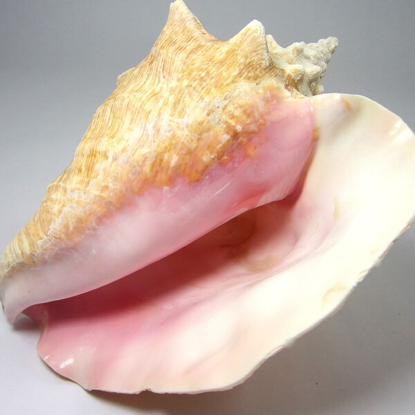 Conch Seashell - Etsy