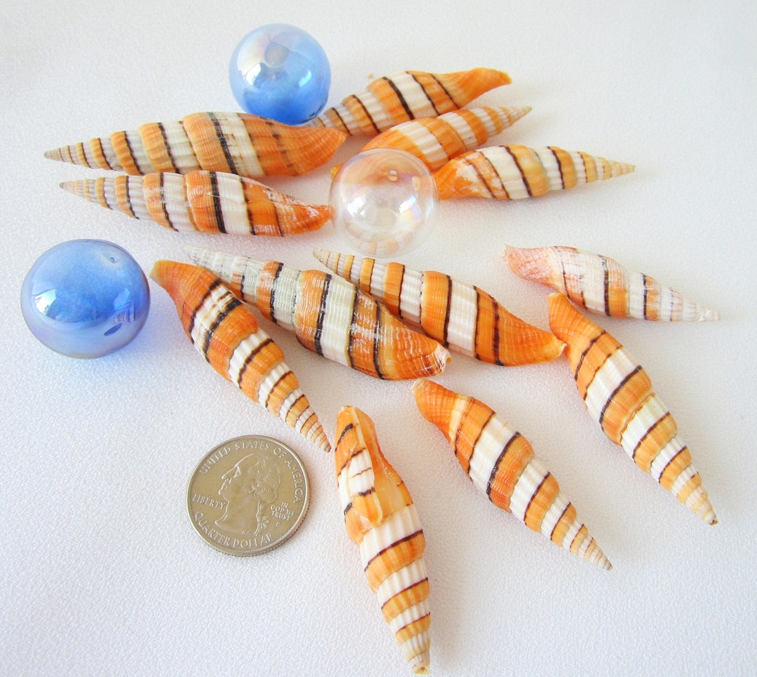 5PC Orange Mitra Seashells, Mitra Taeniatum Shells, Beach Nautical ...