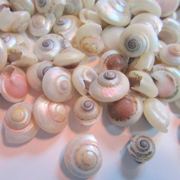 Tiny Seashells - Etsy