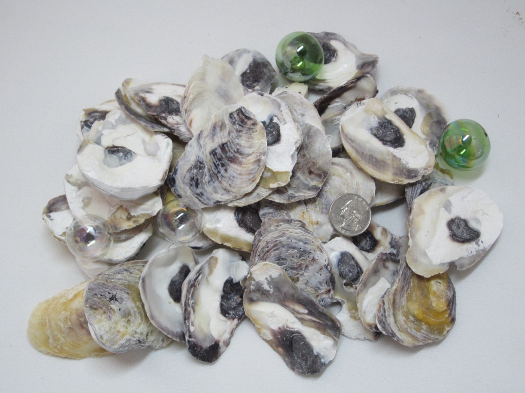1 KILO Purple Common Oyster Shells: (2.2 POUNDS) Beach Craft Seashells ...