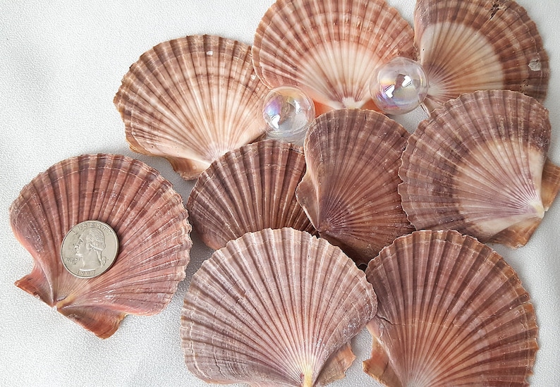 6 PC Flat Scallop Seashells Large Pink Scallop Shells Large - Etsy.de
