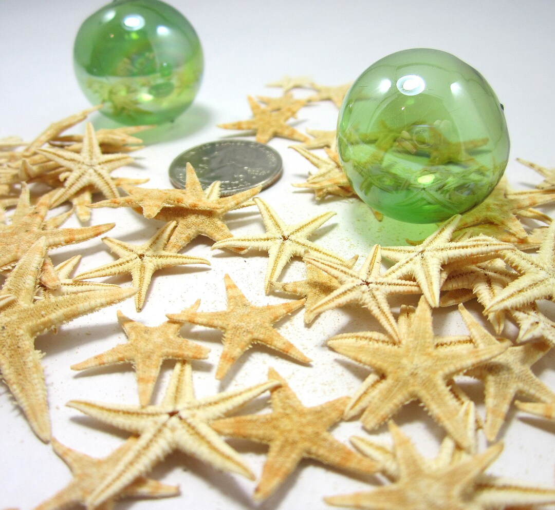 Beach Decor Flat Starfish, 100PC Nautical Decor Flat Brown Tan Starfish ...