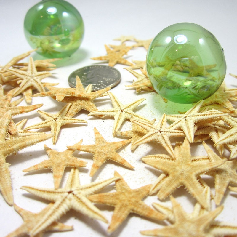 Starfish for Crafts - Etsy
