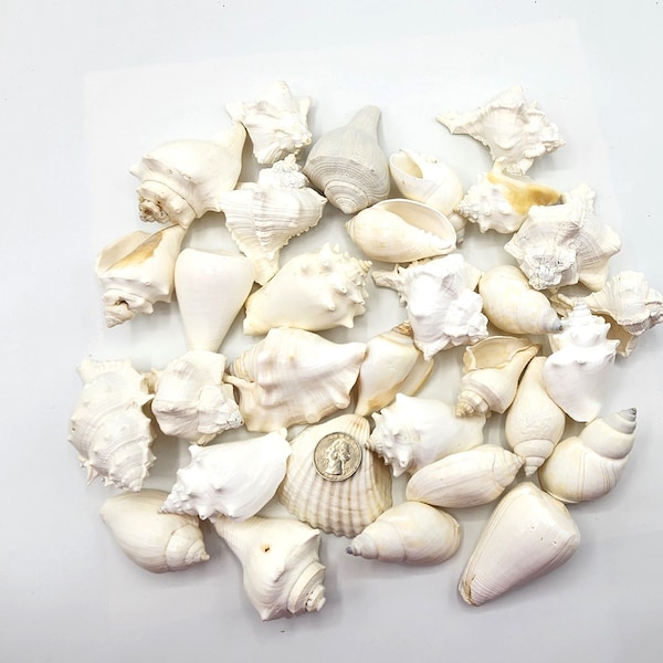 Assorted Seashells - Etsy