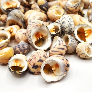 Nerita Small Shells, 8OZ Bleeding Tooth Nerita Seashells, Beach ...