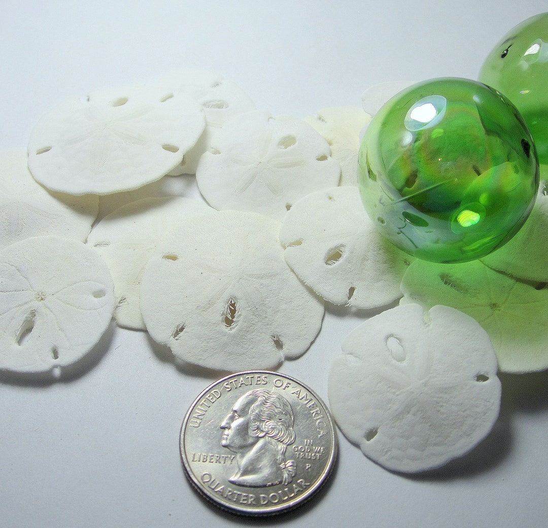 24PC REAL Sand Dollar Seashells: Quarter Size White Shells for Beach ...