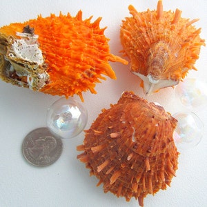 3PC Orange Oyster Shell, Bright Orange Oysters, Beach Decor Oyster ...