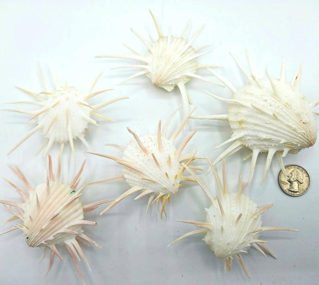 6PC Spiky White Oyster Seashell: Spondylus Imperialis Specimen Shell ...