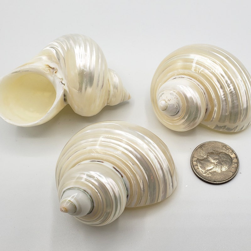 Wedding Shells - Etsy