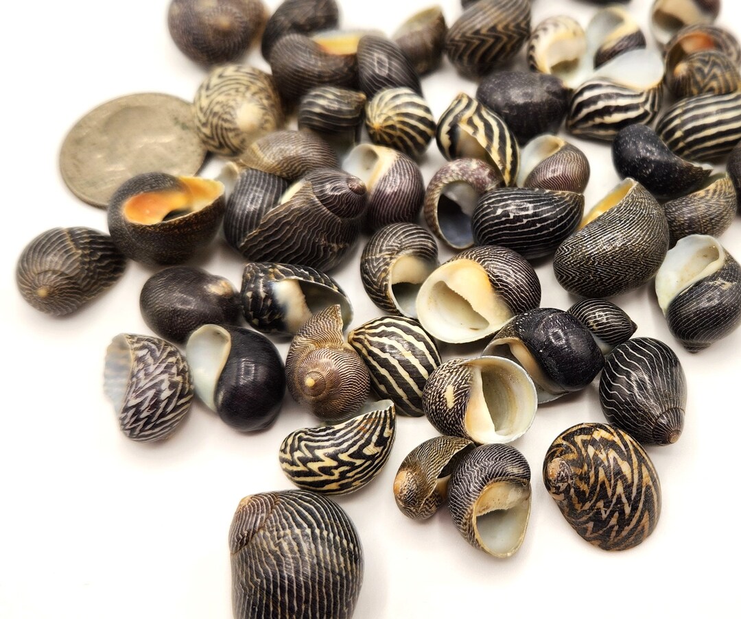 Striped Black Shells, 24 PC Black Nerite Shells, Bulk Beach Coastal ...