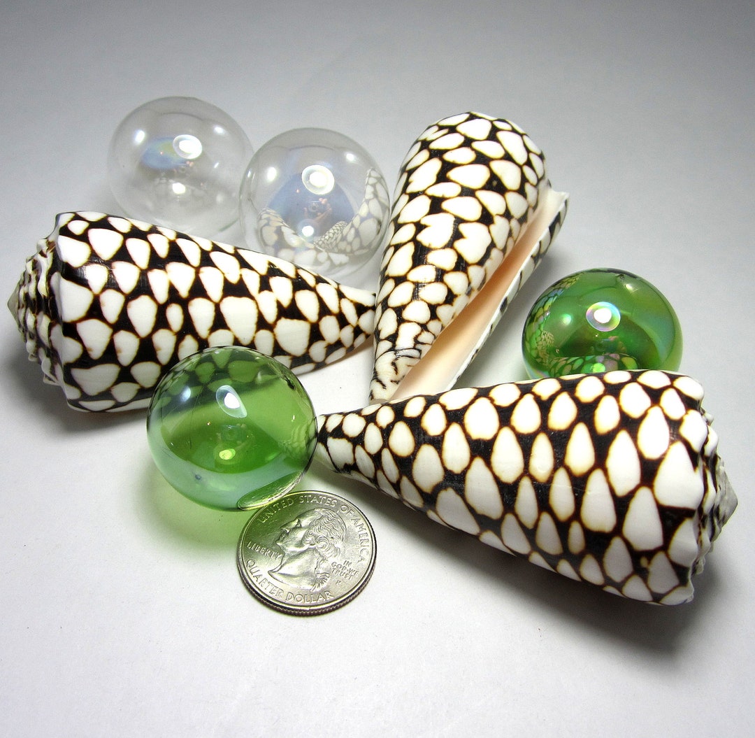 7PC Marbled Cone Shells: Conus Marmoreus Specimen Seashells for Beach ...