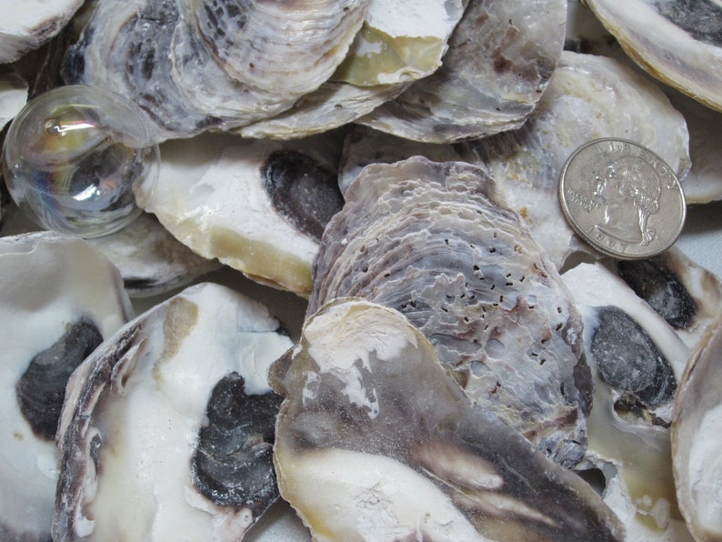 1 KILO Purple Common Oyster Shells: (2.2 POUNDS) Beach Craft Seashells ...