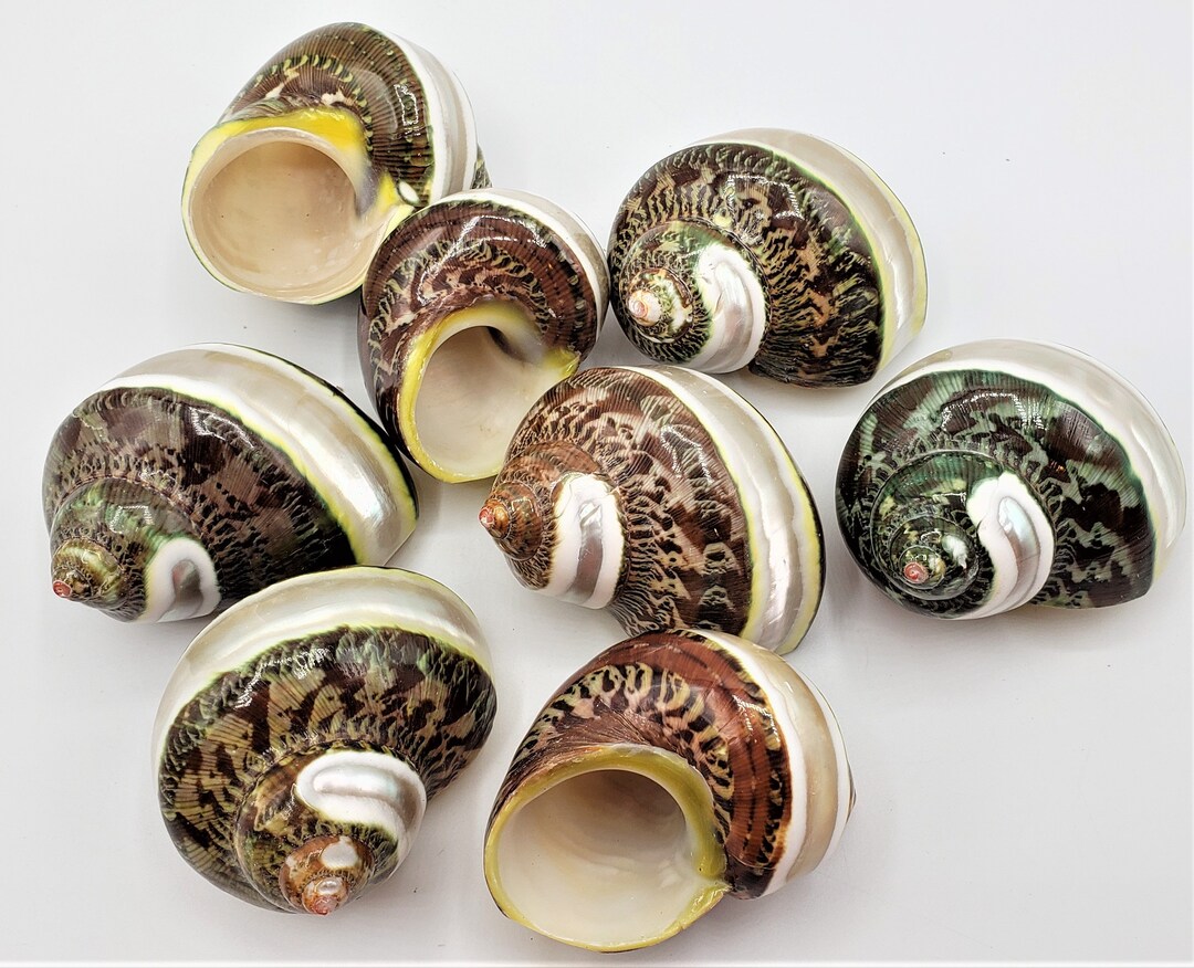 3PC Pearl Hermit Crab Turbo Shells, Polished Green Brown Turban ...