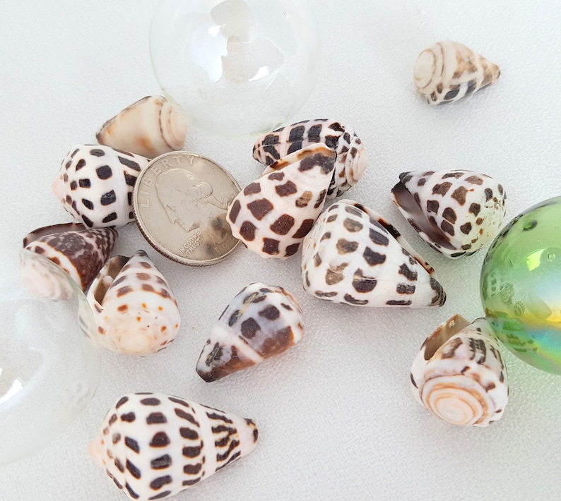 Hebrew Cone Seashells 12PC Small Spotted Cone Shells Beach - Etsy