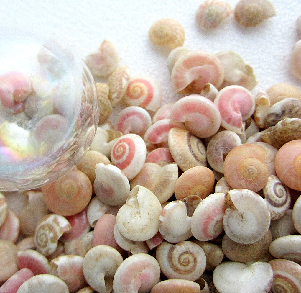 Paper, Party & Kids Pink Beach Wedding Seashells 48PC Bulk Pink ...