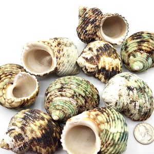 4PC Cheap Green Hermit Crab Seashells, Green Turbo Shell, "b Grade ...
