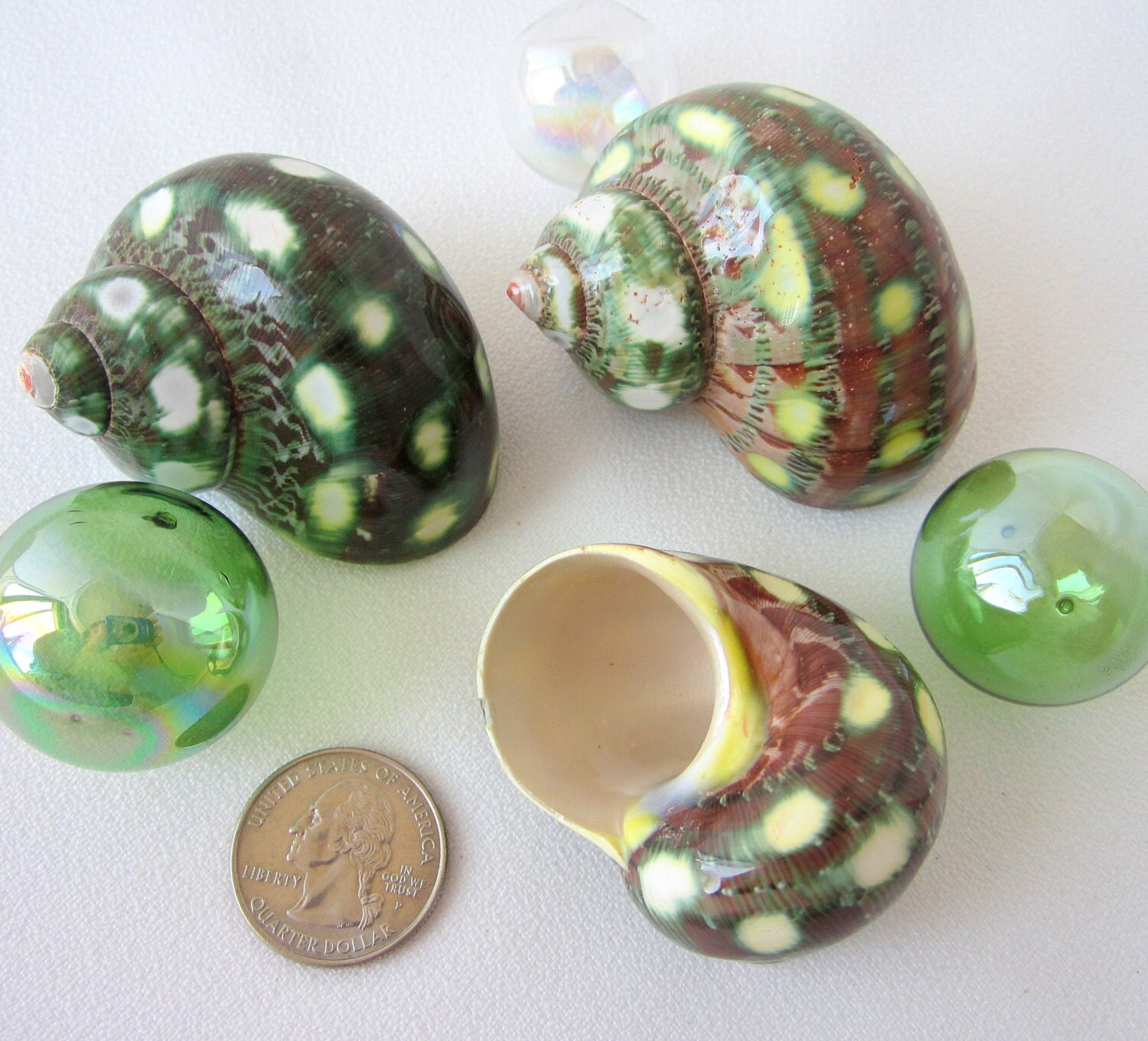3PC Hermit Crab Shell Spotted Green Turbo Shell Beach Decor - Etsy