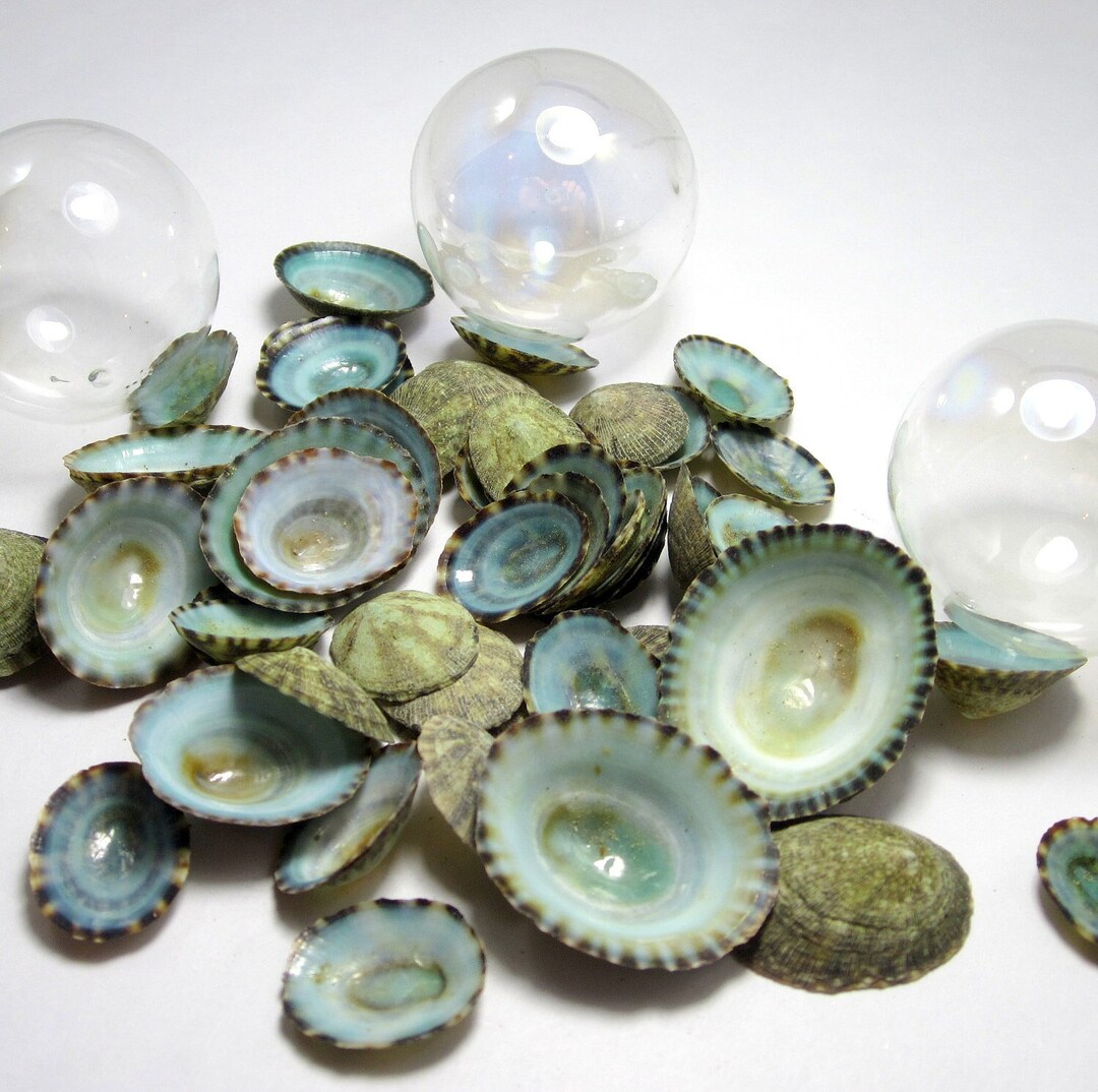 Aqua Limpet Seashells, 2OZ Beach Nautical Decor Aqua Limpet Shells ...
