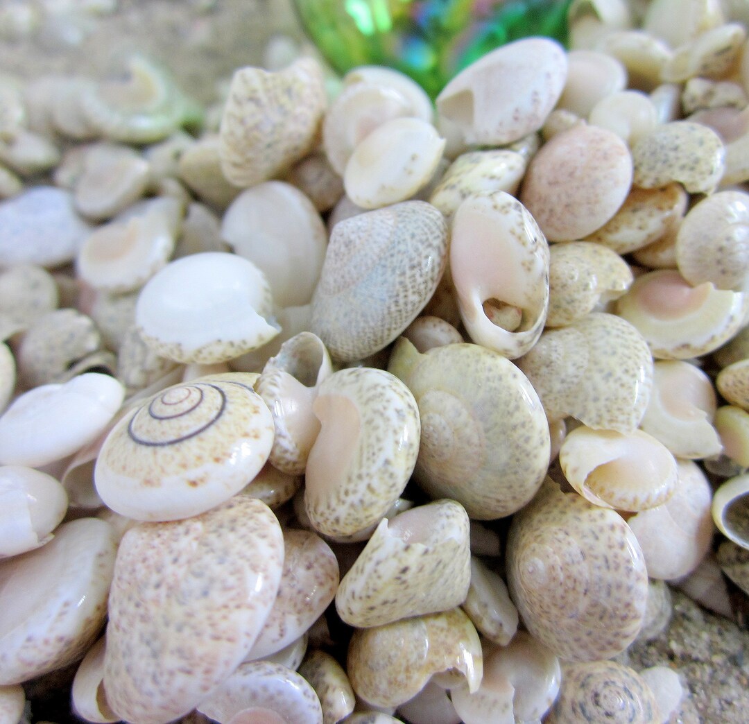 Tiny Ivory Seashells, 8OZ Beach Decor Coastal Bulk White SMALL Umbonium ...