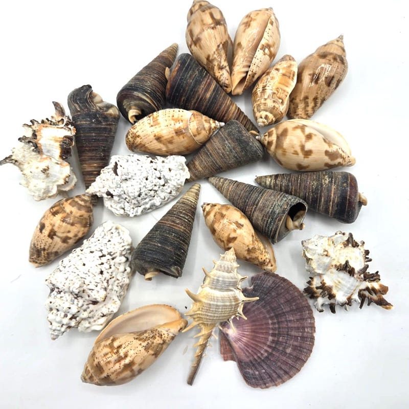 Assorted Seashells - Etsy