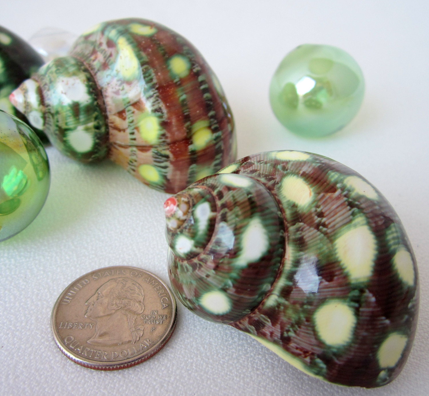 3PC Hermit Crab Shell Spotted Green Turbo Shell Beach Decor - Etsy