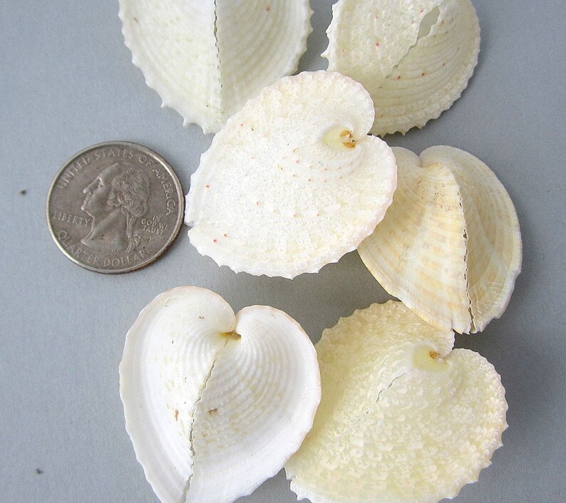 6PC Heart Shaped Shells Heart Cockle Seashells Beach Wedding | Etsy