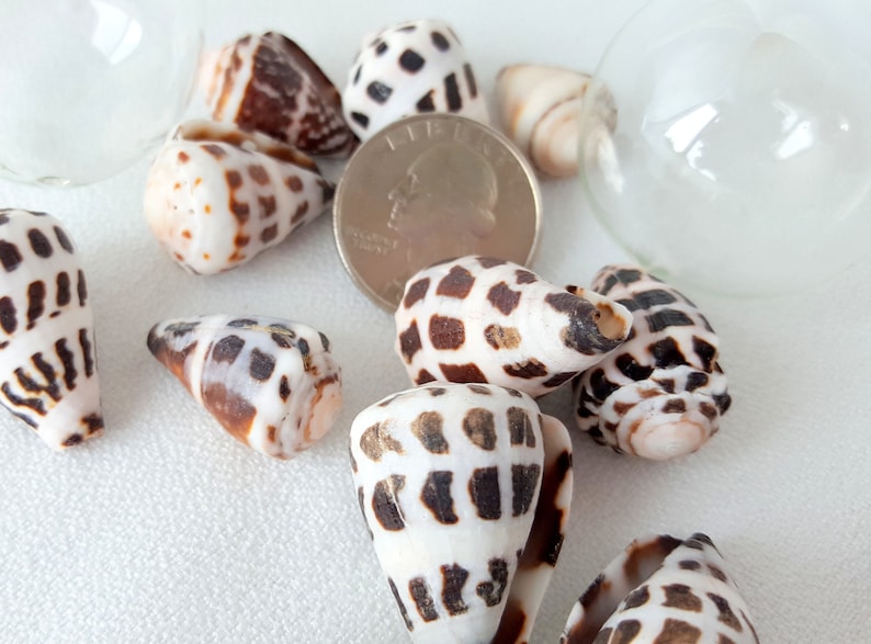 Hebrew Cone Seashells 12PC Small Spotted Cone Shells Beach - Etsy