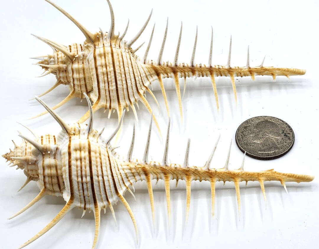 RARE Striped Venus Comb 4 Murex Shell, Exquisite Striped Comb Seashell ...