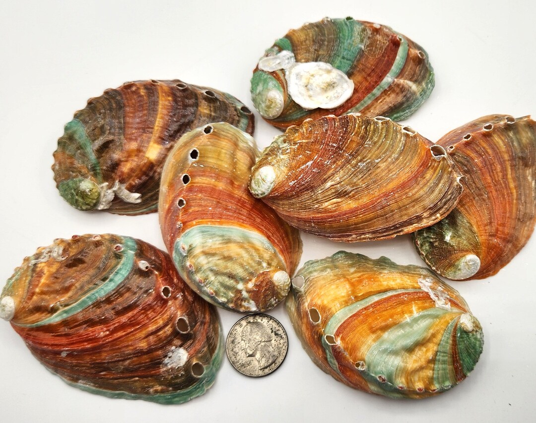 4PC Kamstcha Red Abalone Shell, Nautical Beach Decor Colorful Rare ...