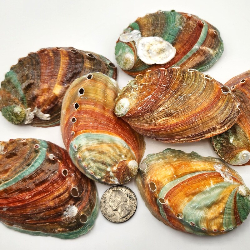 Abalone Shell - Etsy