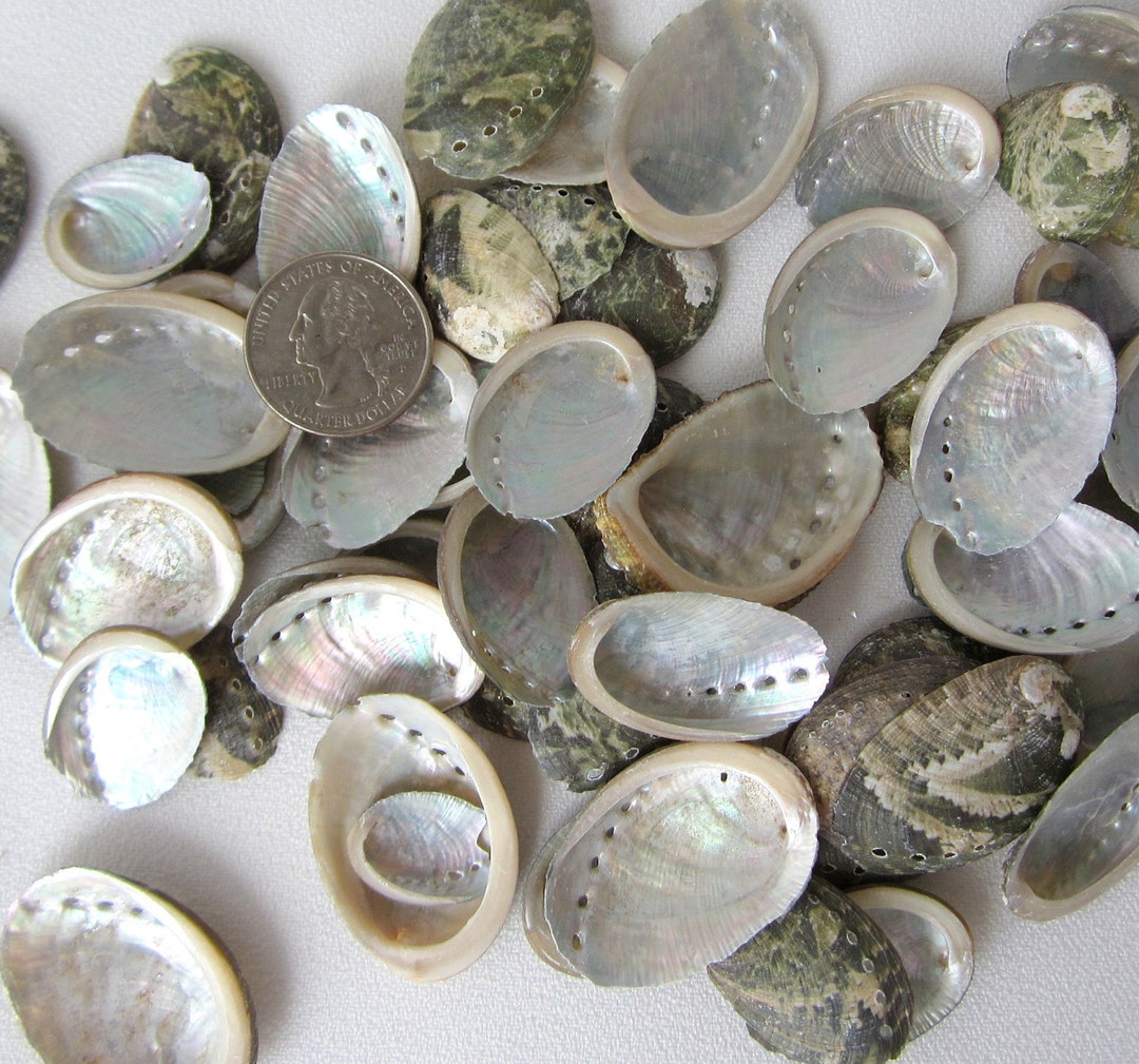 30 PC Pearl Abalone Shells, Nautical Decor Silver Abalone Seashells ...