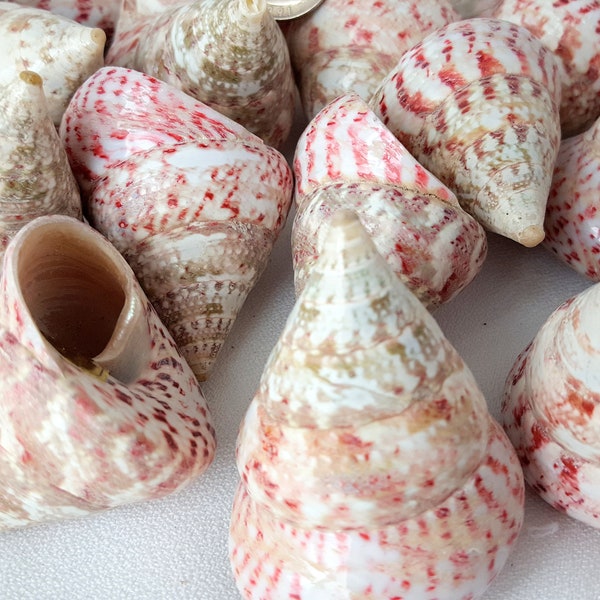 Trochus Shell - Etsy