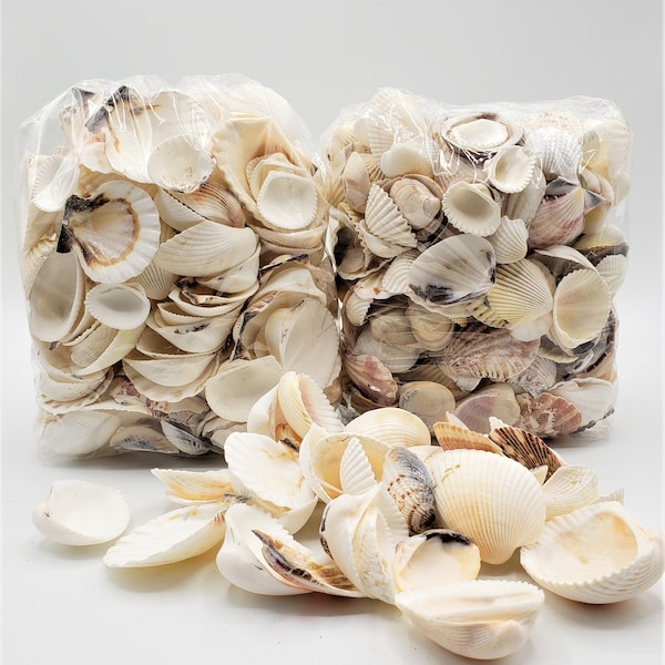 Bulk Seashells - Etsy