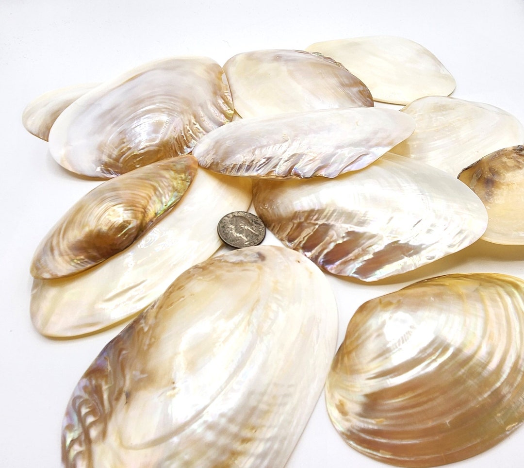 6PC Pearl Clam Seashells, 6PC Single Pearlized Clam Shells, Beach Decor ...