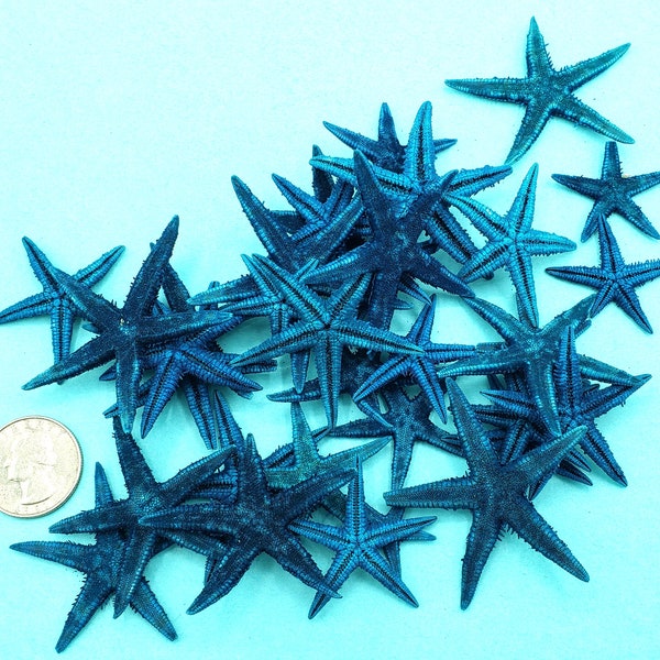Starfish Decor - Etsy
