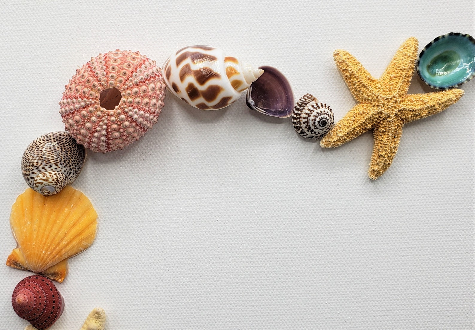 Beach Decor Seashell Art Canvas Nautical Decor Shell Heart | Etsy