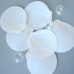 White Sun Moon Seashells, 24 PC Beach Nautical Decor Round White Shells ...