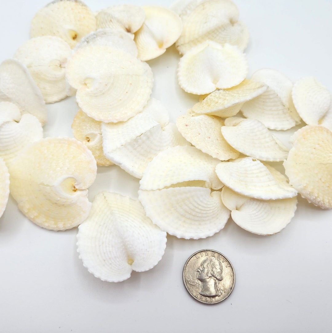 3 Heart Shaped Cockle Seashells: Ivory Beach Nautical Coastal Decor ...