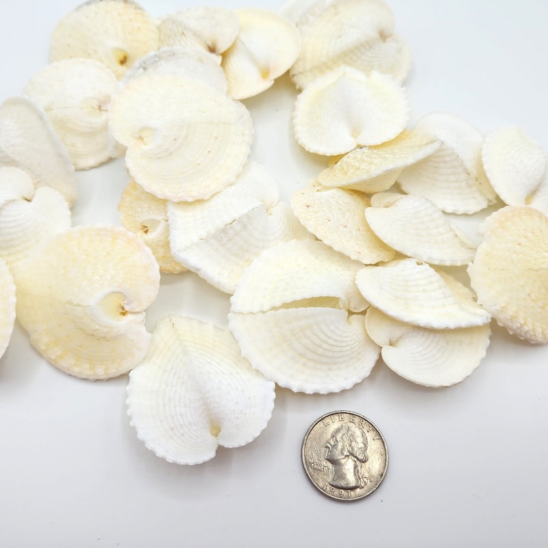 Heart Shaped Shell - Etsy