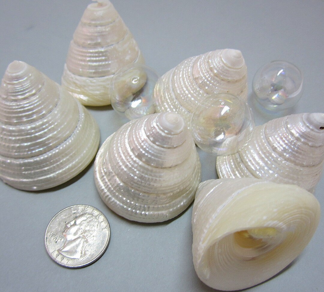 17-20PC Pearlized Pyramid Trochus Maculatus Seashells: Coastal Nautical ...