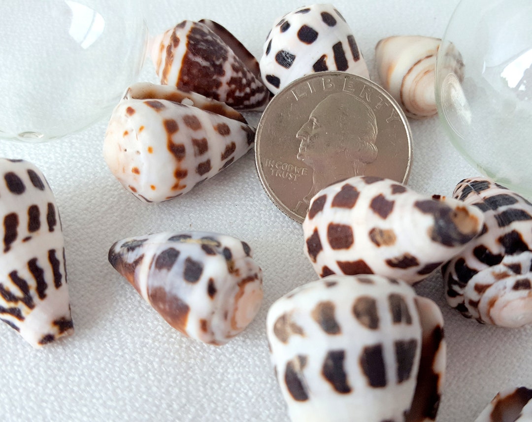 65PC Hebrew Cone Seashells: Popular Spotted Small Cone Shells for ...