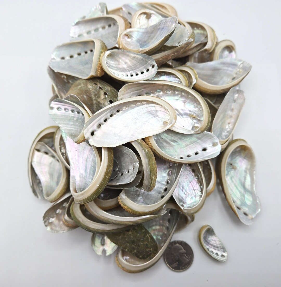 44PC Pearl Abalone Shells: Pearlescent Beach Coastal Decor Wedding or ...