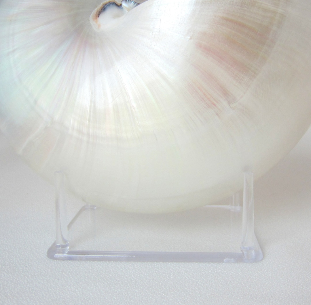 Seashell Display Stand, Large Shell Stand, Beach Nautical Decor ...