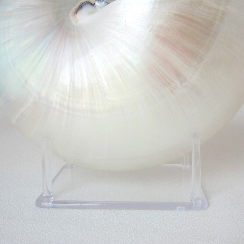 Sea Shell Display - Etsy