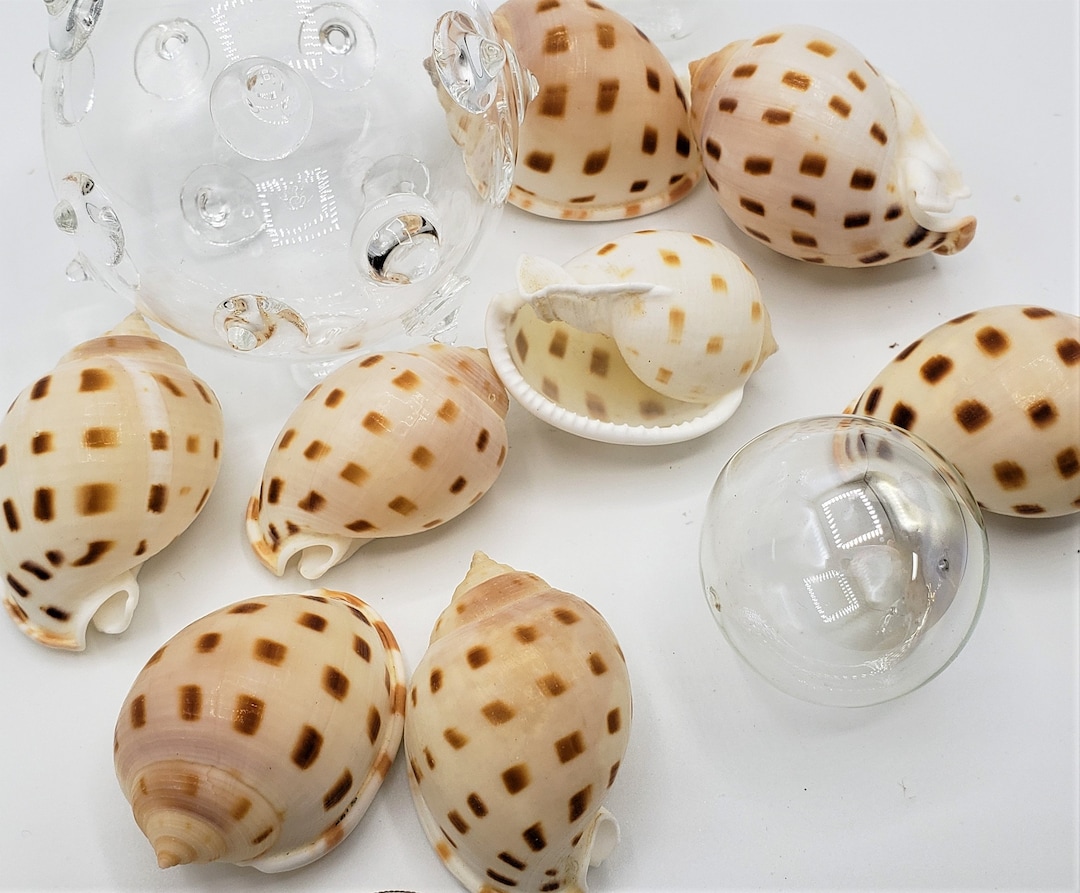 6 PC Spotted Bonnet Shells, Beach Decor Spotted Seashell, Nautical ...
